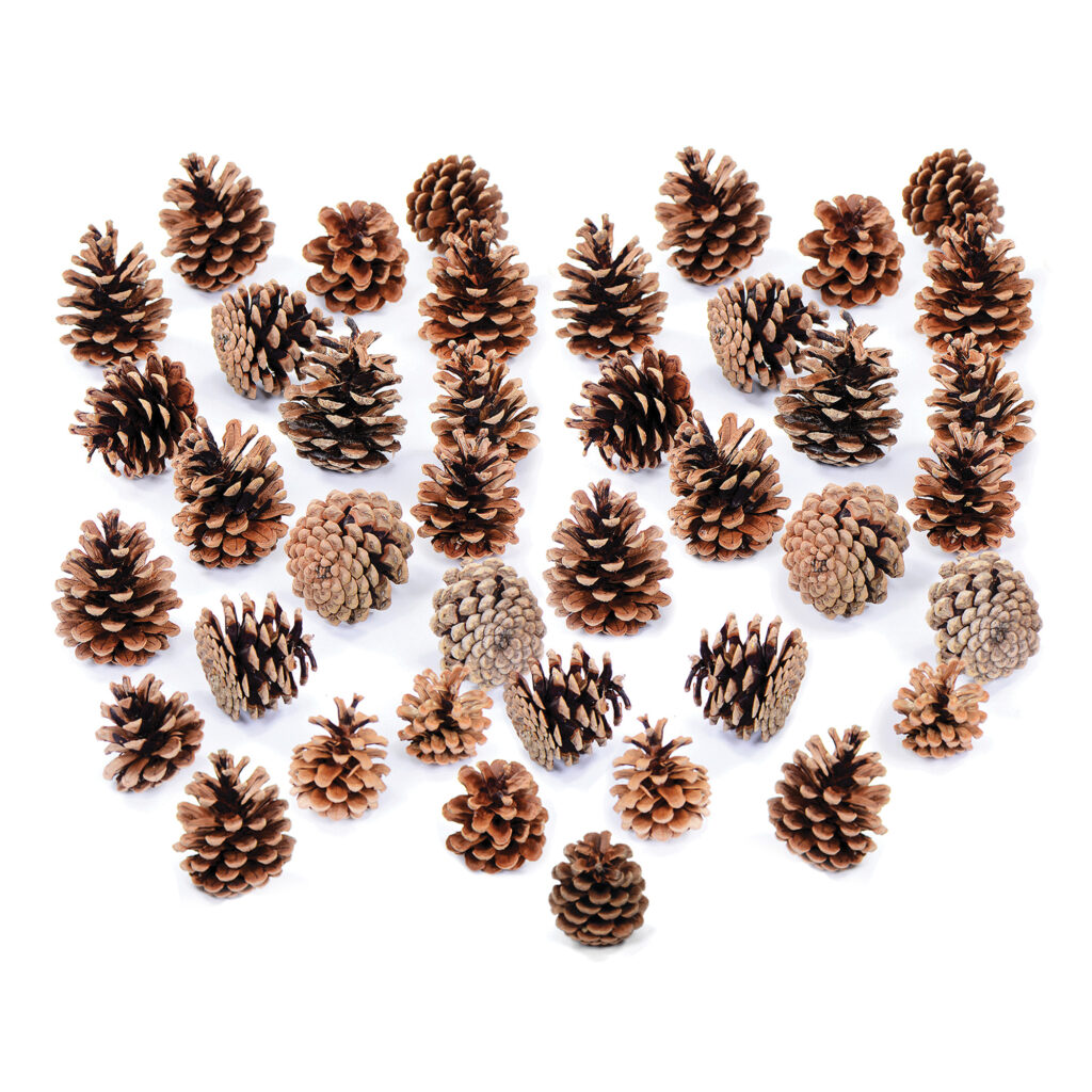 Set Of Pinecones For Transient Art And Maths Early Excellence set-of-pinecones-for-transient-art-and-maths-early-excellence